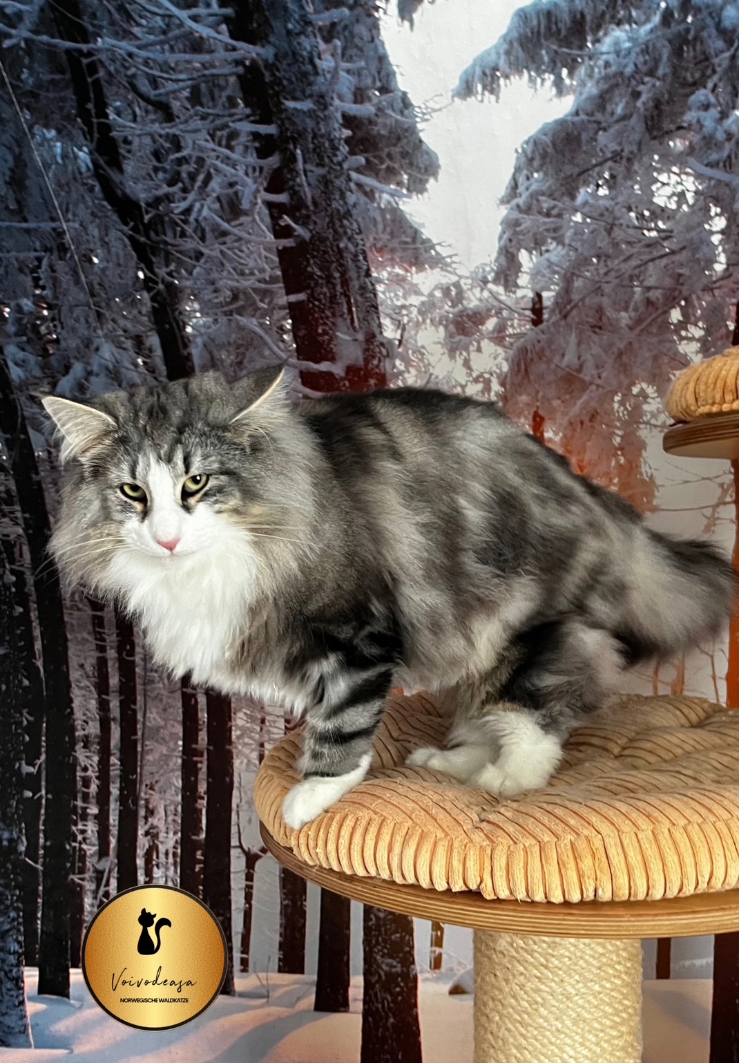 Katzen – Norwegische Waldkatzen