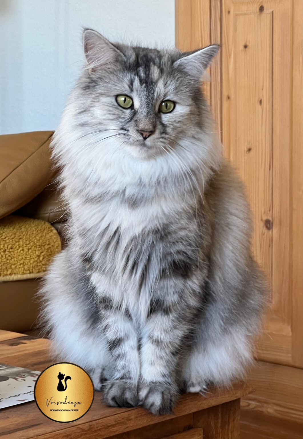Katzen – Norwegische Waldkatzen